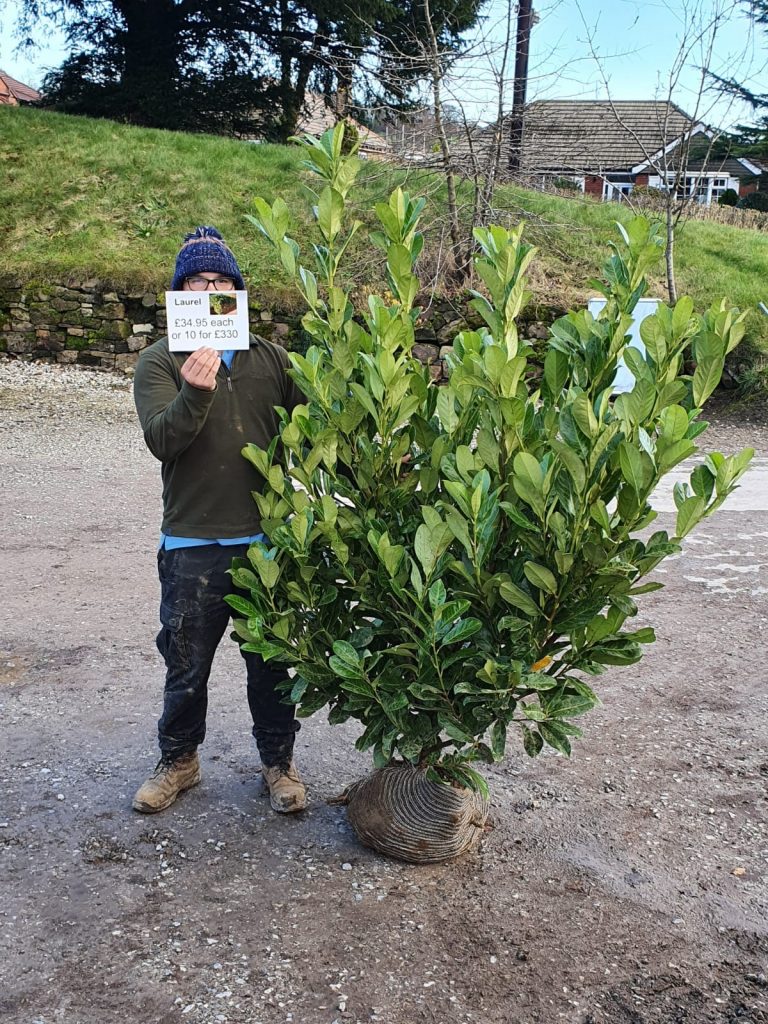 Proctors Nursery | Buy Plants Online | Visit our Plant Nursery