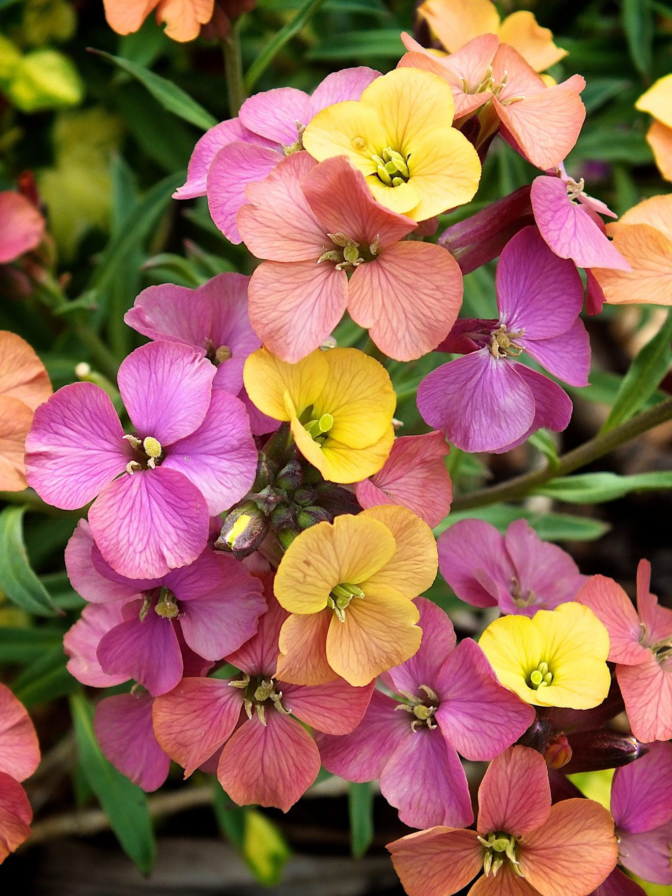 Erysimum (The Artist Series) 'Paintbox' | Shop Erysimum | Proctors Nursery