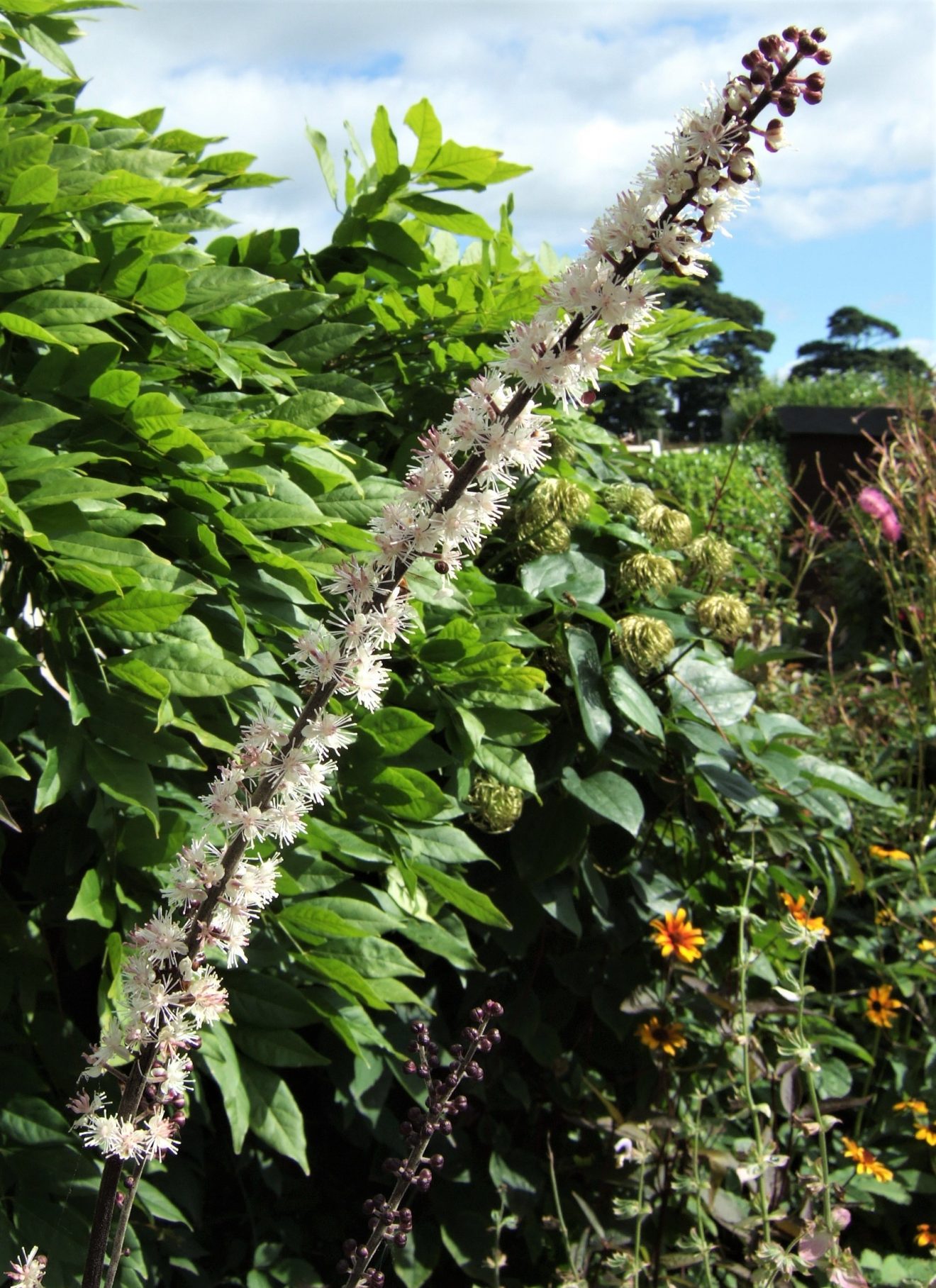 Actaea simplex 'Brunette' | Garden Ready Actaea | Proctors Nursery