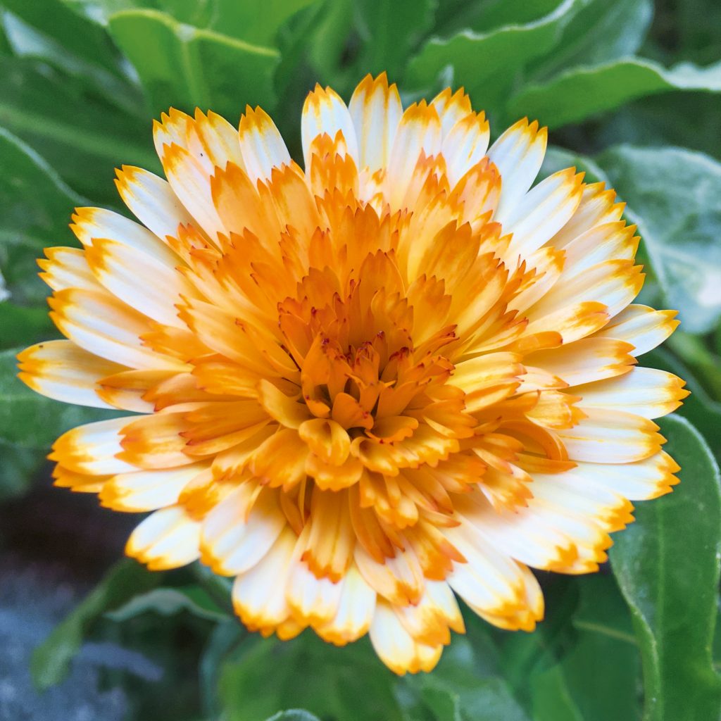Calendula | Shop Well Established Calendula | Proctors Nursery