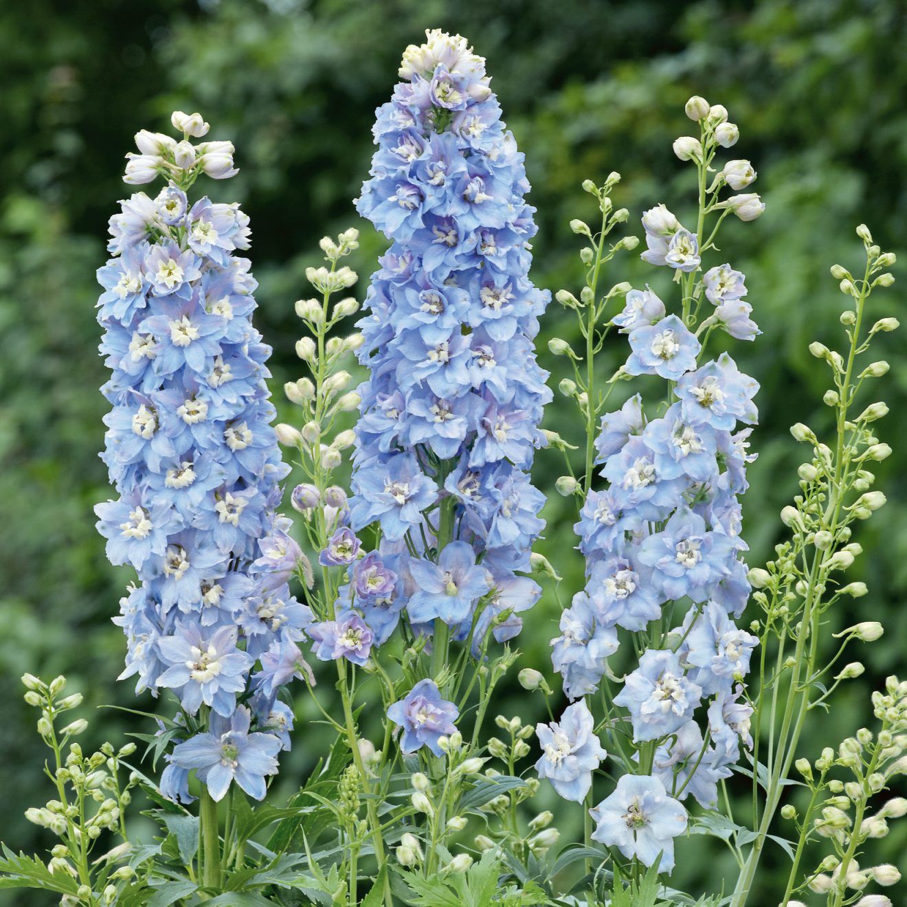 Buy Delphinium Plants Online | Online Shop | Proctors Nursery