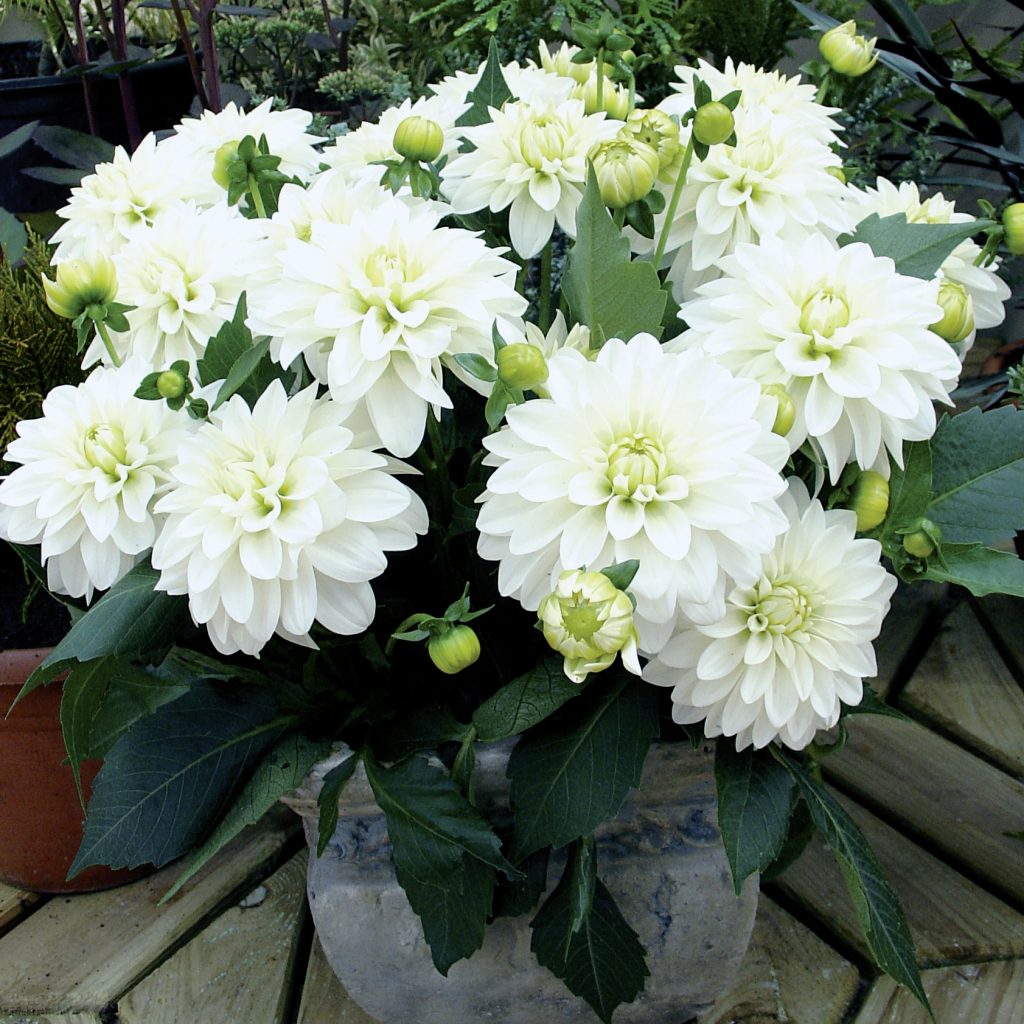 Buy Dahlia Plants Online | Online Shop | Proctors Nursery