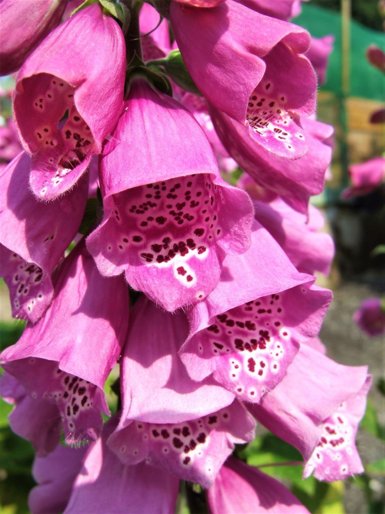 Digitalis purpurea 'Dalmatian Purple' | Established Digitalis ...