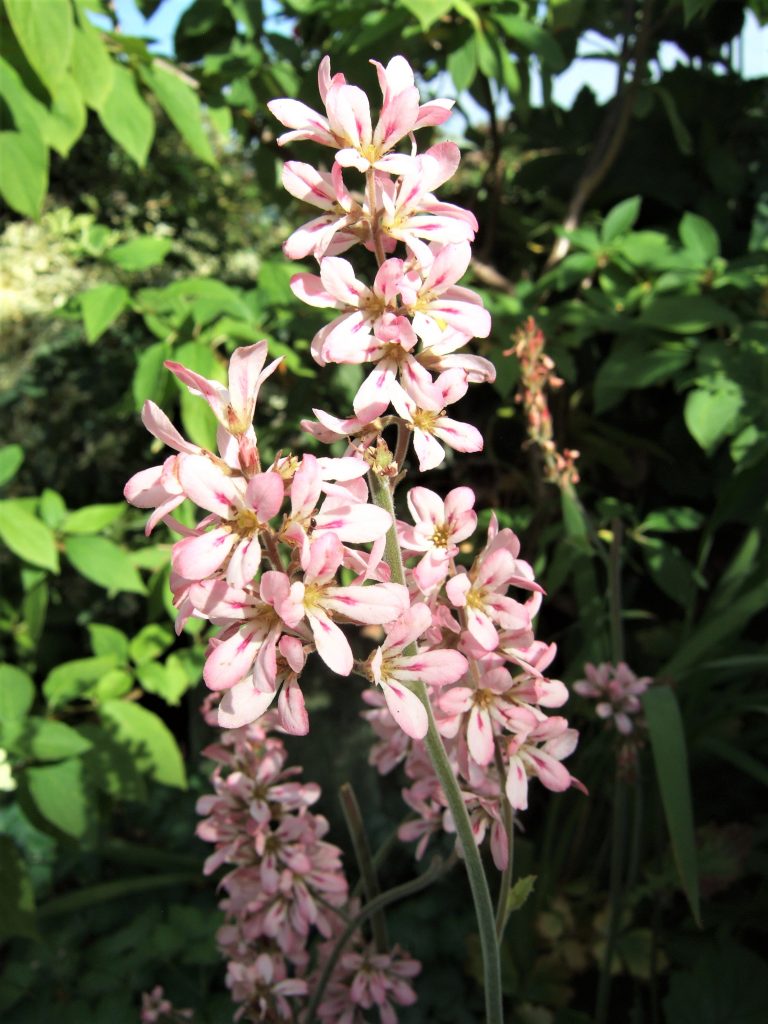 Francoa sonchifolia 'Pink Bouquet' | Shop Francoa | Proctors Nursery