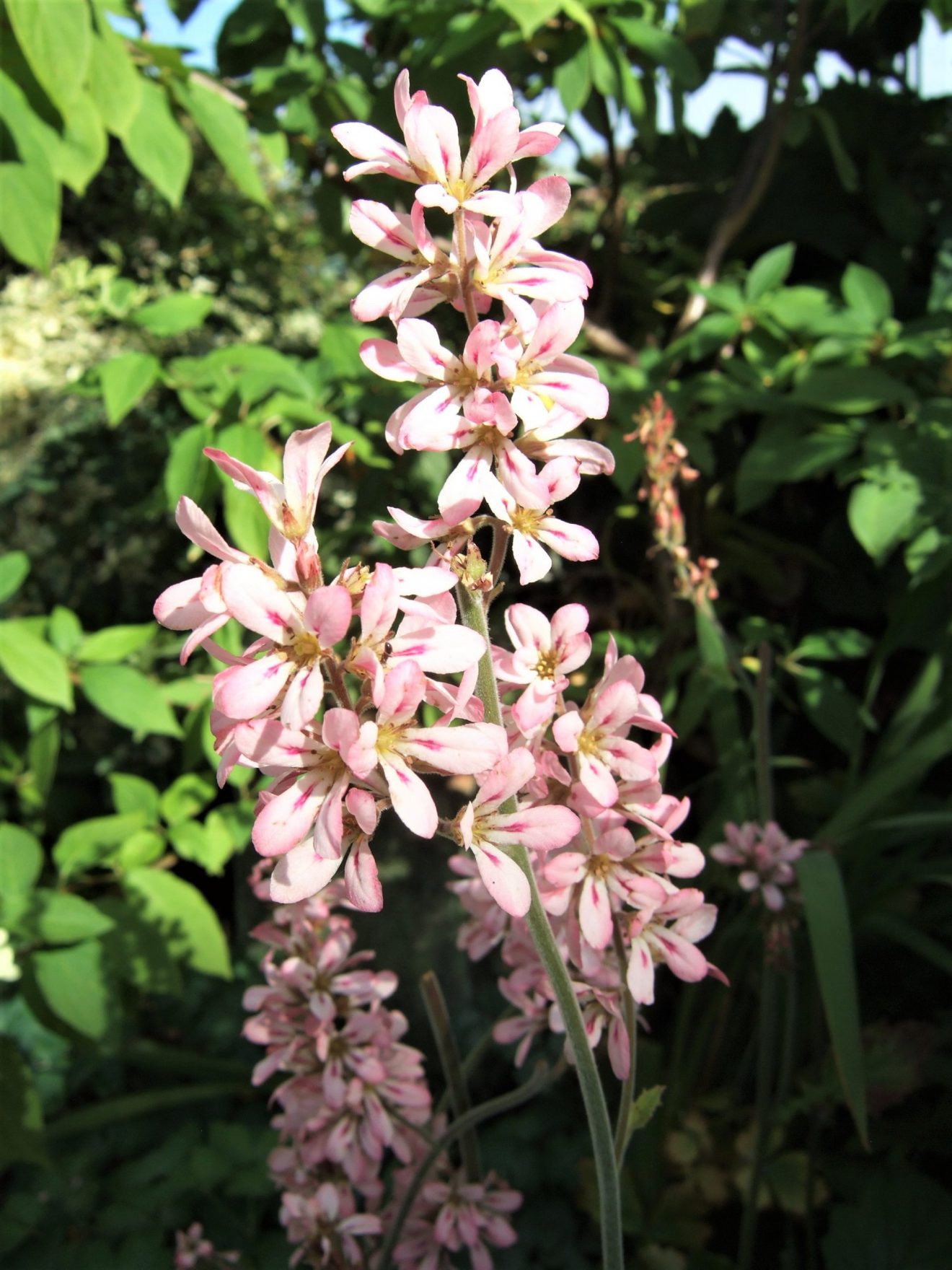 Francoa sonchifolia 'Pink Bouquet' | Shop Francoa | Proctors Nursery