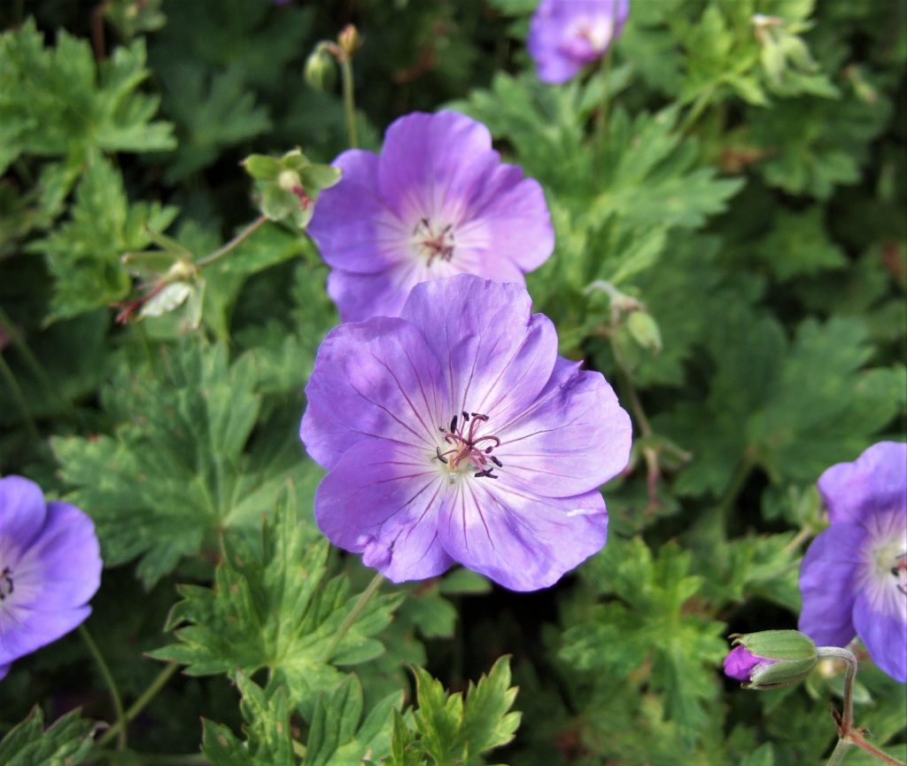 Geranium 'Rozanne' (PBR) | Well Established Geranium | Proctors Nursery