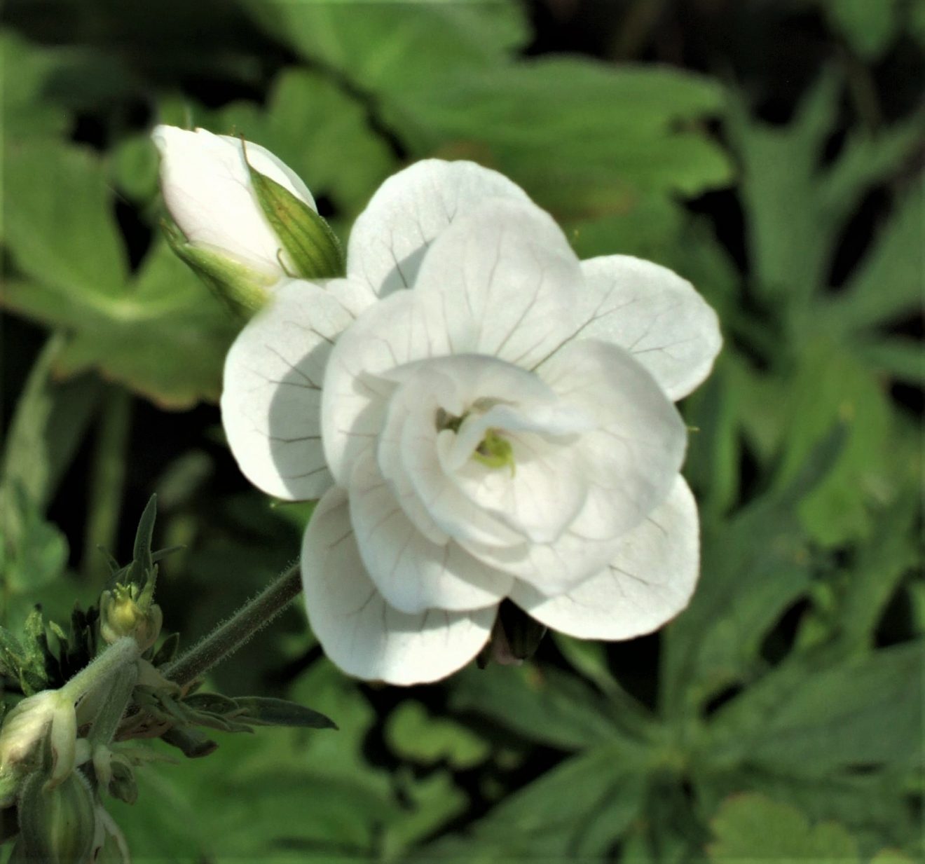 Geranium pratense 'Laura' | Established Geranium | Proctors Nursery