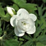 Buy Geranium Plants Online | Online Shop | Proctors Nursery