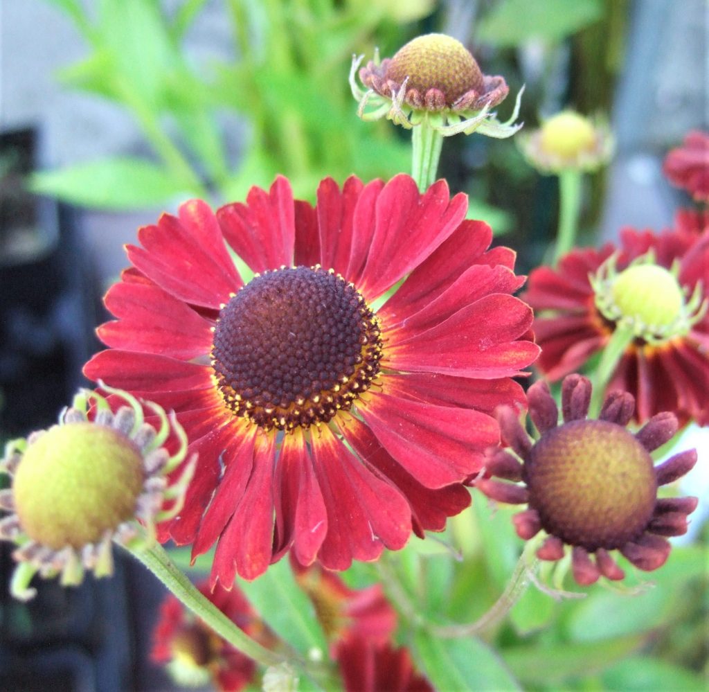 Helenium 'Ruby Tuesday' | Well Established Helenium | Proctors Nursery