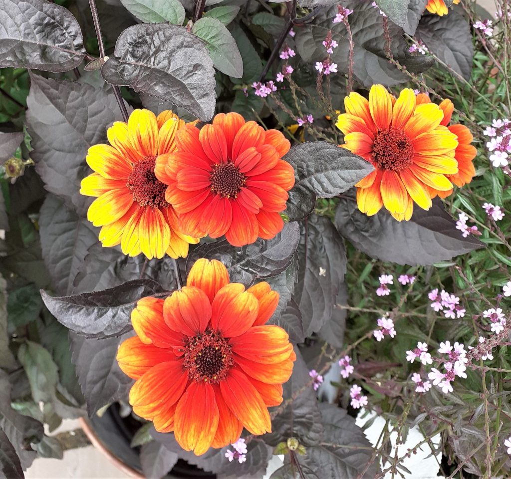 Heliopsis helianthoides var. scabra 'Bleeding Hearts' | Proctors Nursery