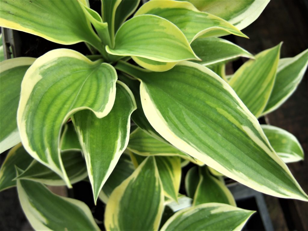 Hosta 'Liberty' | Buy Well Established Hosta | Proctors Nursery