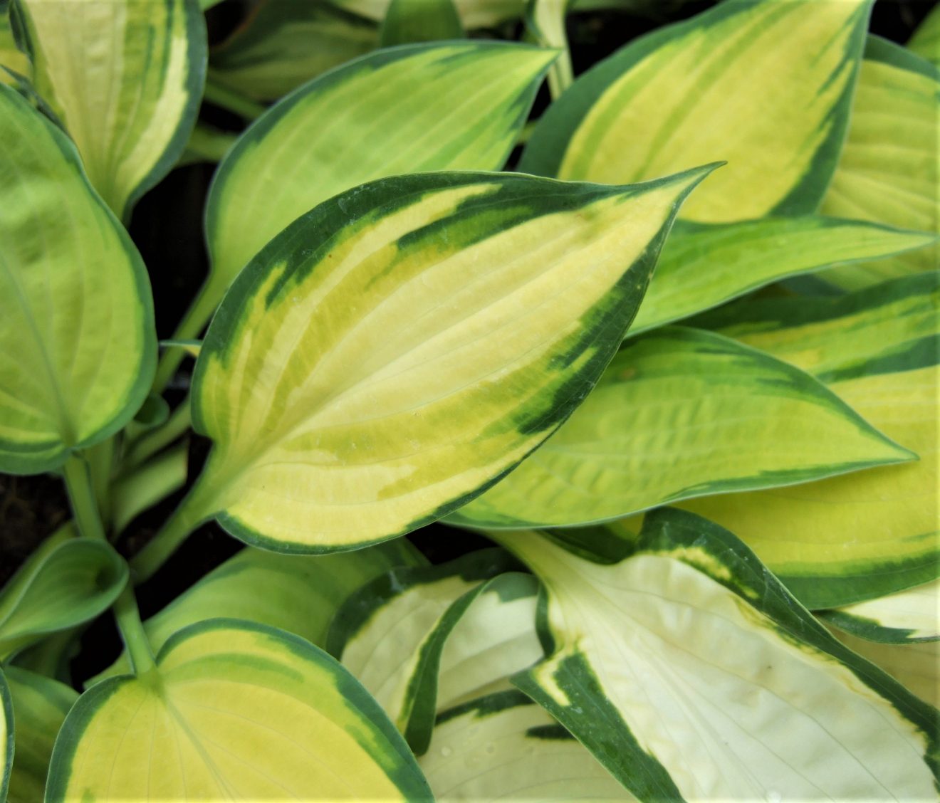 Hosta 'Orange Marmalade' | Buy Well Established Hosta | Proctors Nursery