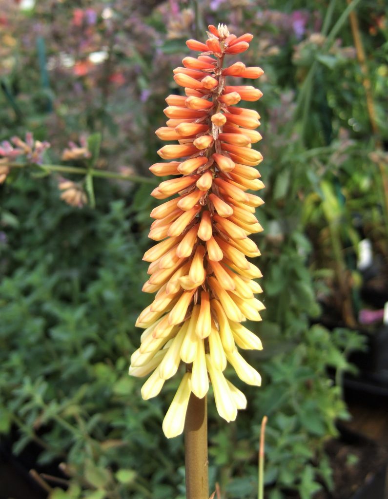 Kniphofia 'Scorched Corn' | Well Established Kniphofia | Proctors Nursery