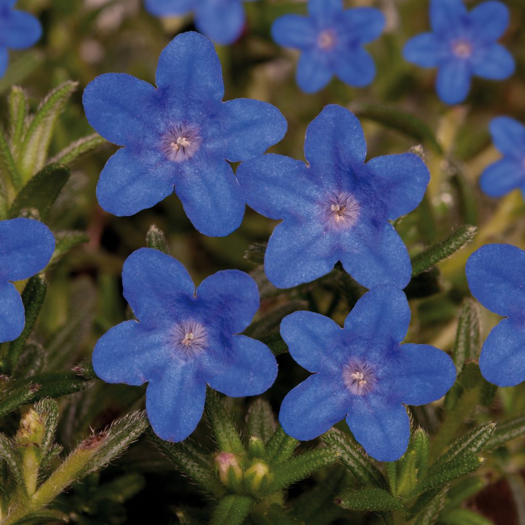Lithodora diffusa 'Heavenly Blue' | Proctors Nursery
