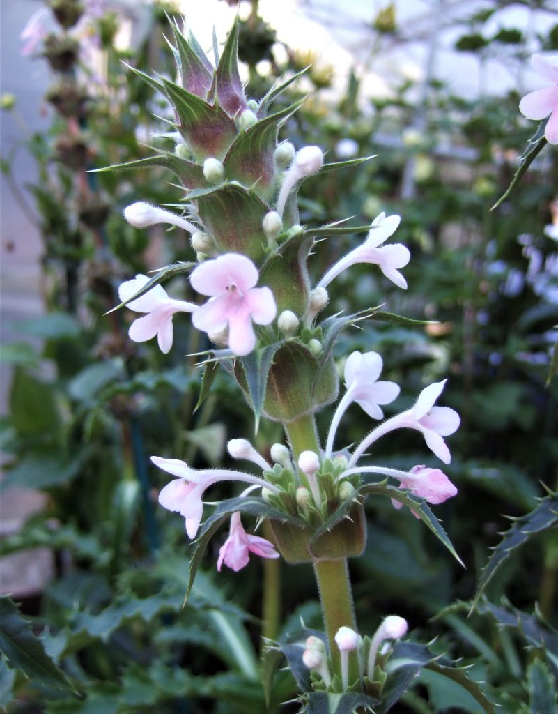 Morina Longifolia | Buy Well Established Morina | Proctors Nursery