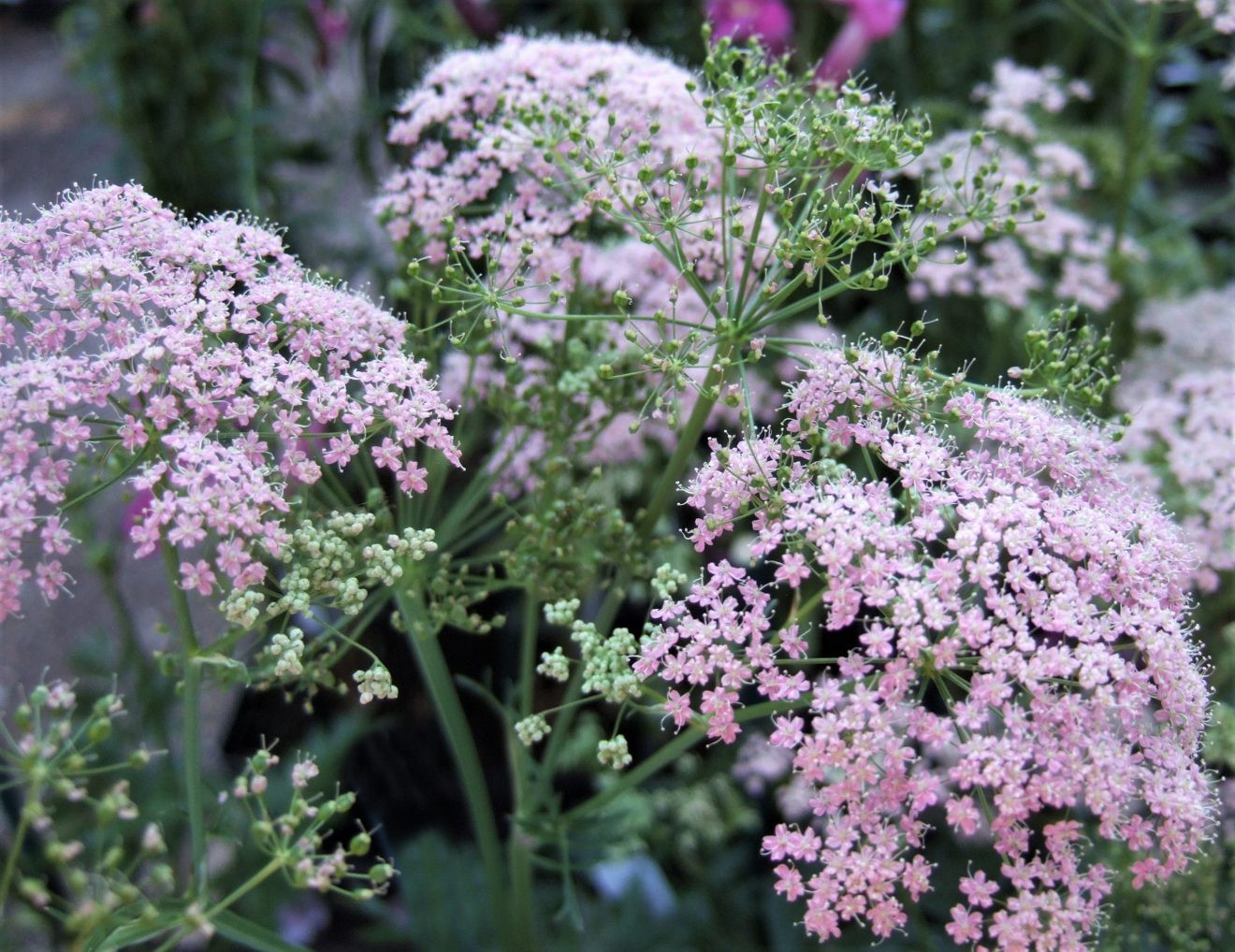 Pimpinella major 'Rosea' | Well Established Pimpinella| Proctors Nursery