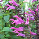 Buy Salvia Plants Online | Online Shop | Proctors Nursery