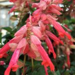 Buy Salvia Plants Online | Online Shop | Proctors Nursery