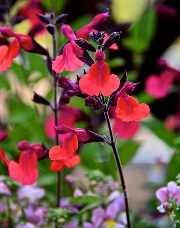 Salvia microphylla 'Wine and Roses' | Proctors Nursery
