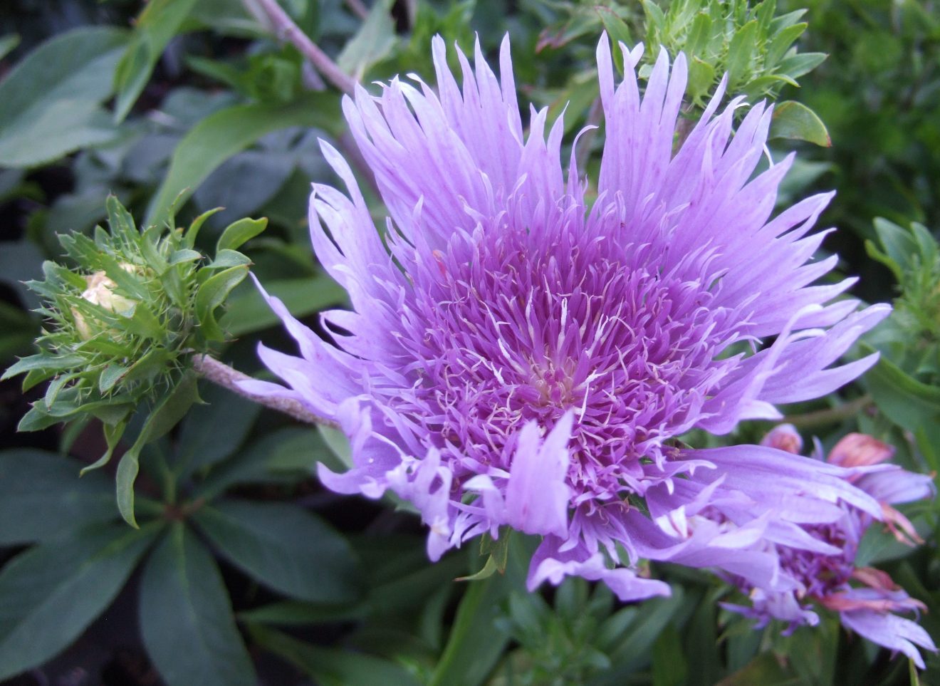 Stokesia laevis 'Mel's Blue' | Well Established Stokesia | Proctors Nursery