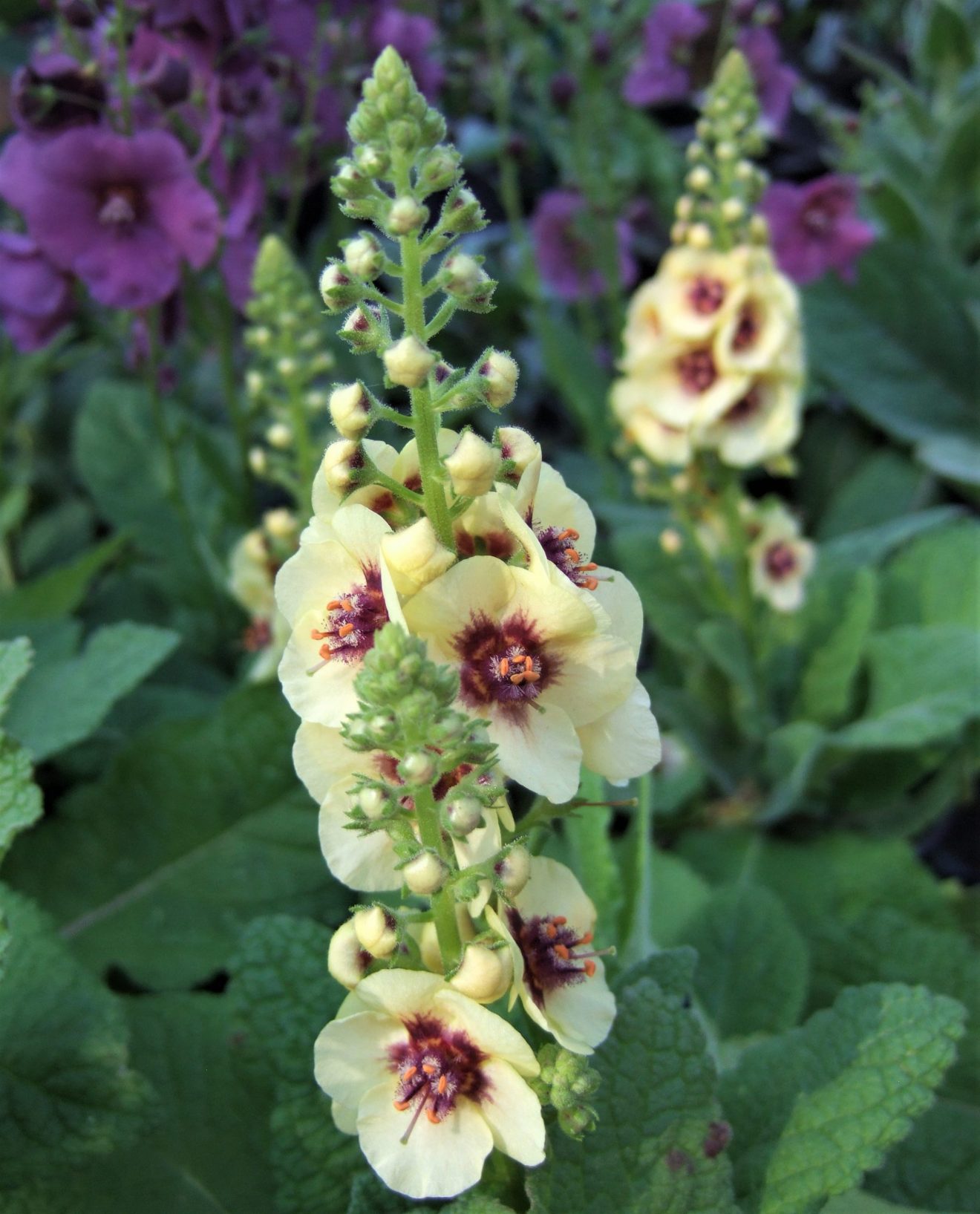 Verbascum 'Dark Eyes' | Well Established Verbascum | Proctors Nursery