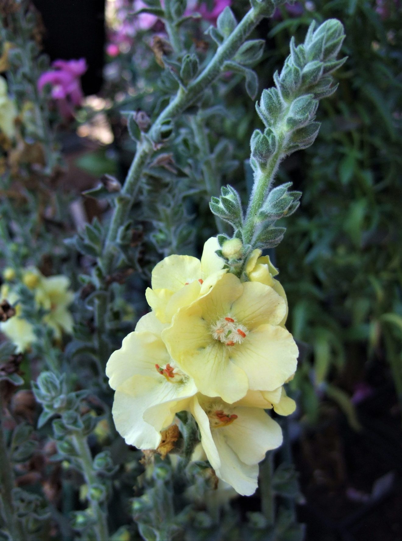 Verbascum 'Primrose Path' | Established Verbascum | Proctors Nursery