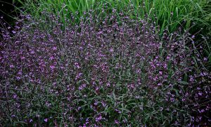 Verbena officinalis 'Bampton' | Well Established Verbena | Proctors Nursery