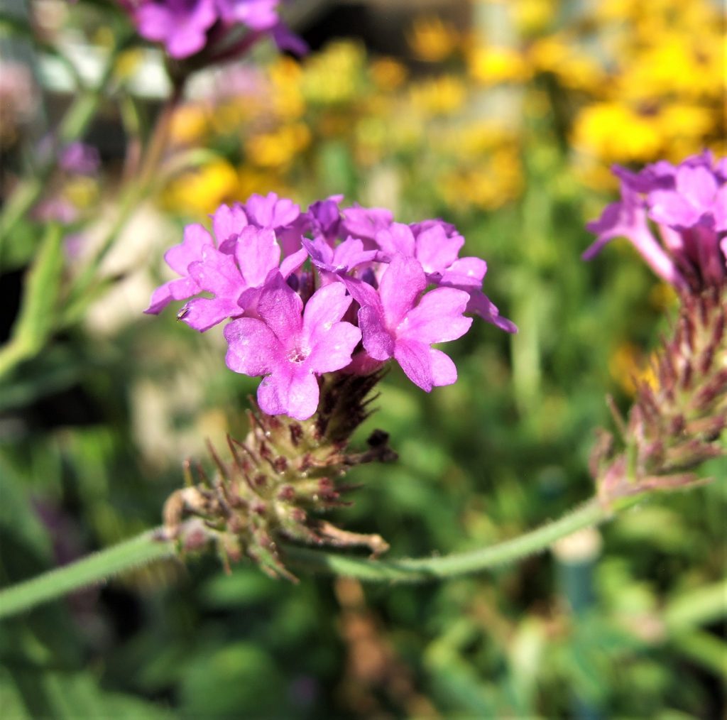 Verbena rigida 'Venosa' | Well Established Verbena | Proctors Nursery