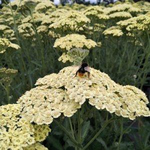 Achillea ptarmica 'Peter Cottontail' | Proctors Nursery