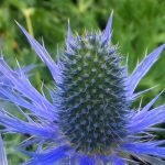 Proctors Nursery | Buy Plants Online | Online Shop