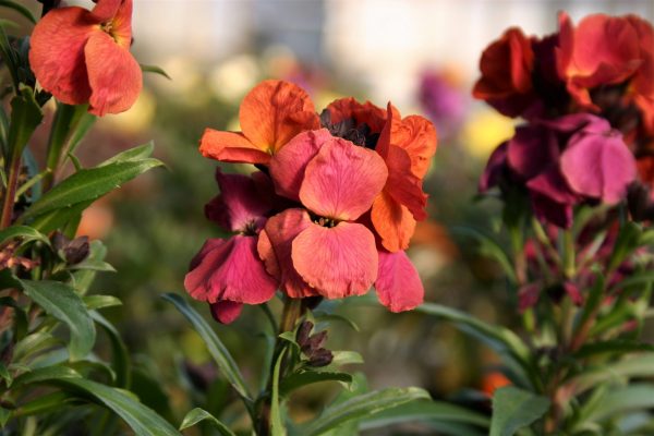 Erysimum 'Winter Orchid' | Proctors Nursery
