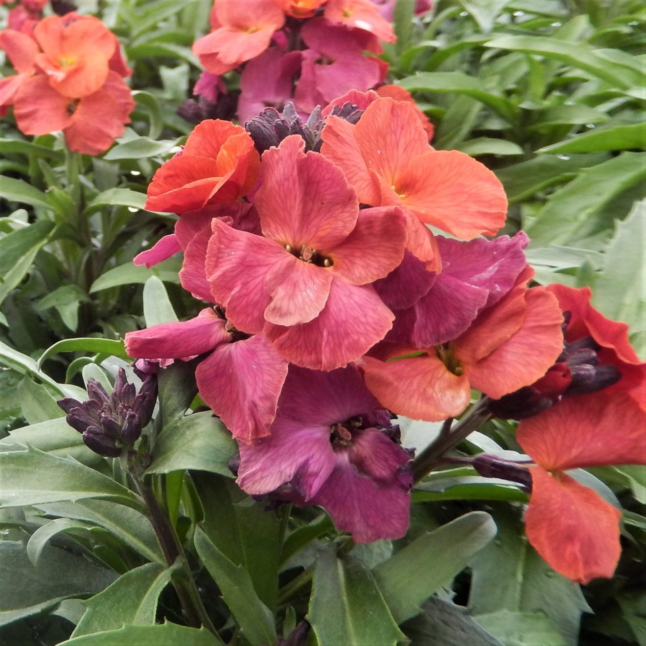 Buy Erysimum Plants Online | Online Shop | Proctors Nursery