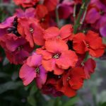 Buy Erysimum Plants Online | Online Shop | Proctors Nursery