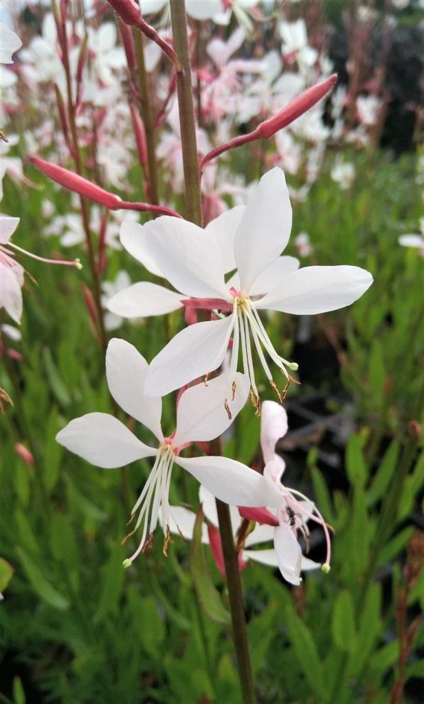 Oenothera lindheimeri 'Whirling Butterflies' (Gaura) | Proctors Nursery Oenothera lindheimeri 'Whirling Butterflies' (Gaura) | Proctors Nursery