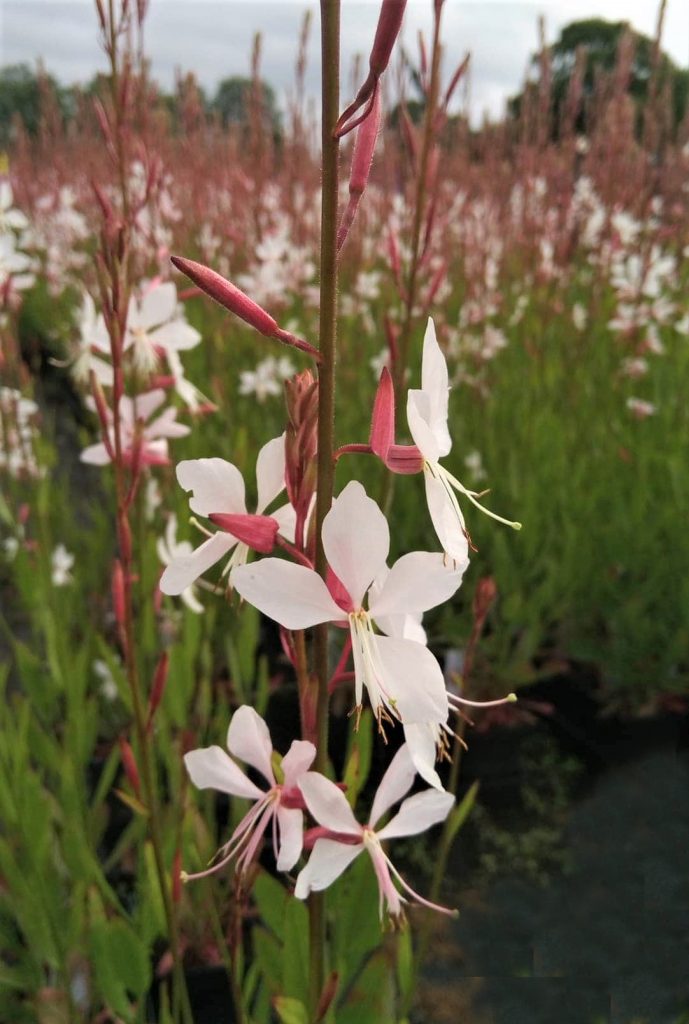 Oenothera lindheimeri 'Whirling Butterflies' (Gaura) | Proctors Nursery Oenothera lindheimeri 'Whirling Butterflies' (Gaura) | Proctors Nursery