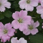 Geranium 'Dreamland' | Well Established Geraniums | Proctors Nursery