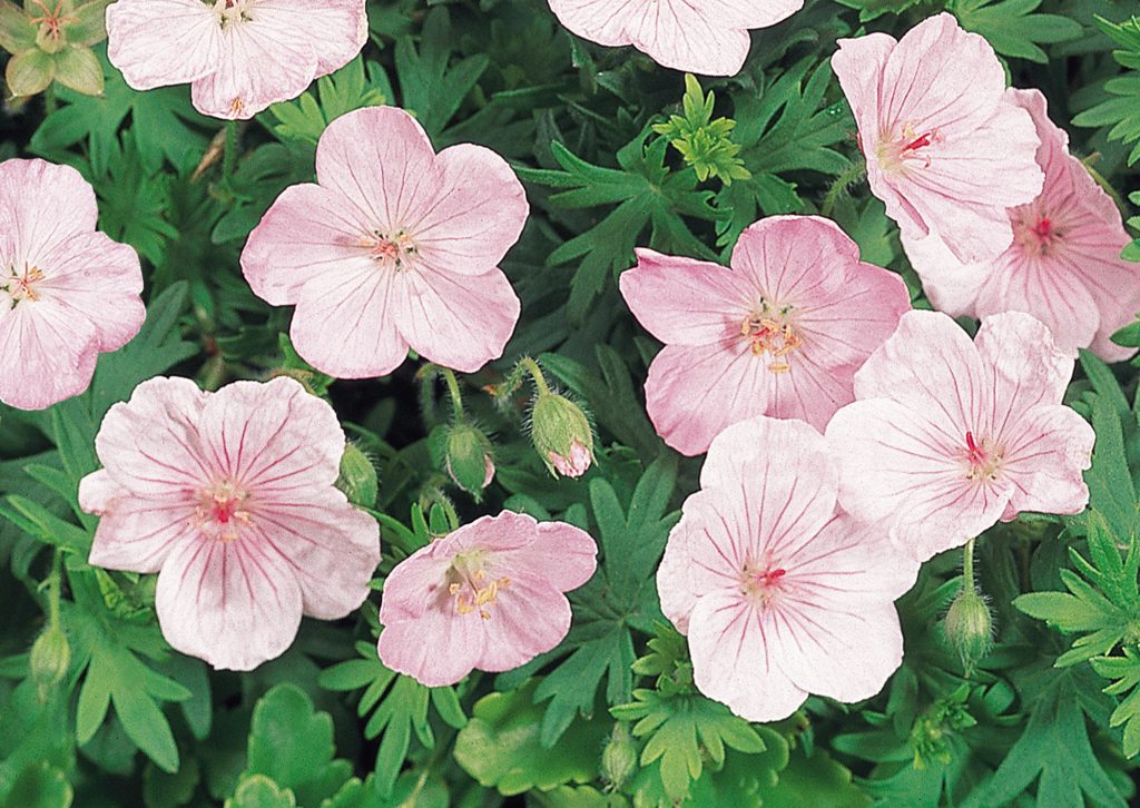 Geranium sanguineum 'Vision Pink' | Shop Geranium | Proctors Nursery