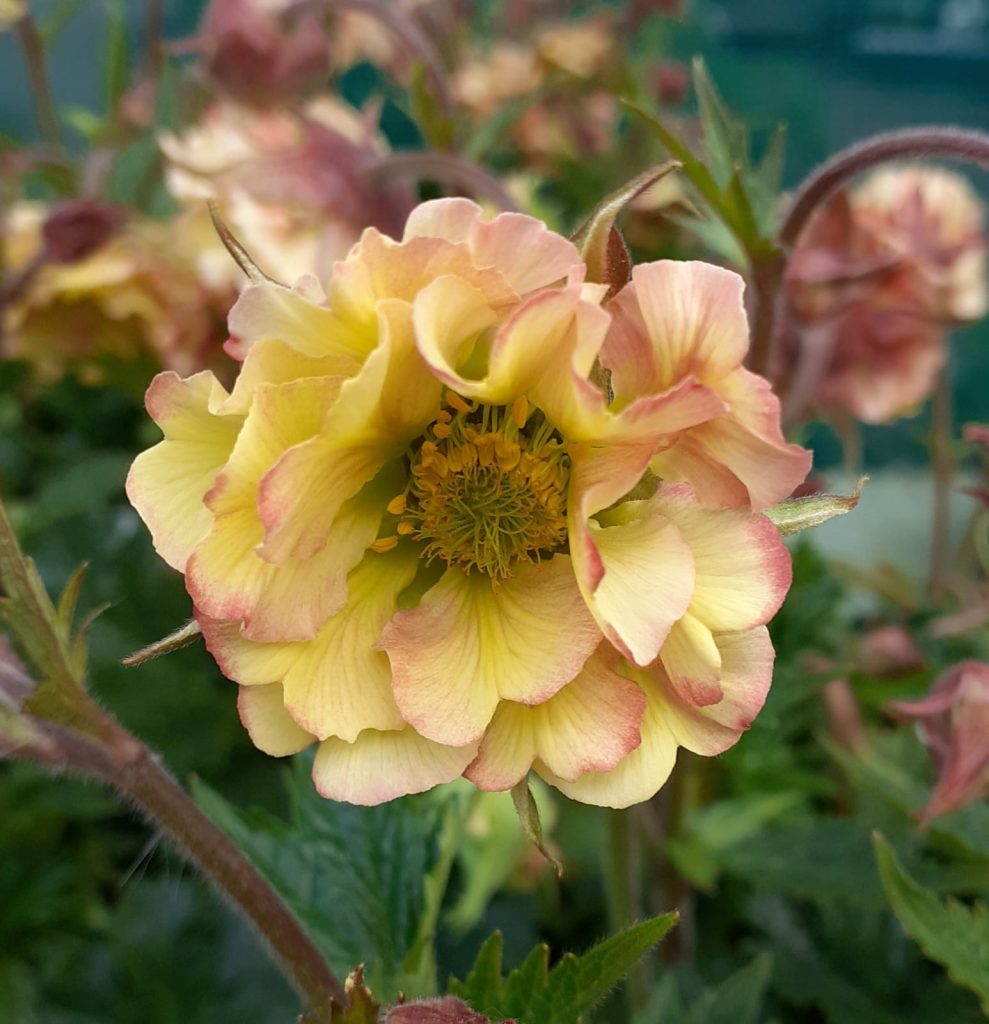 Geum 'Petticoats Peach' | Buy Well Established Geums | Proctors Nursery