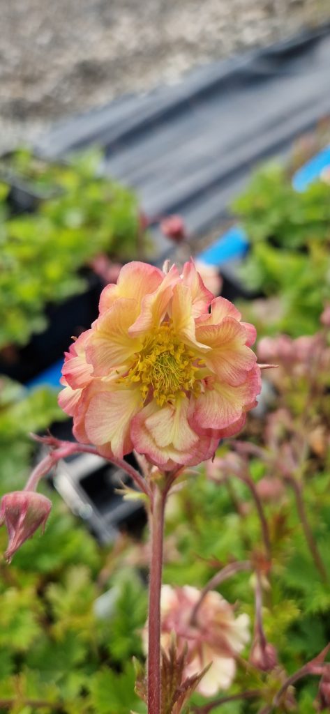 Geum 'Petticoats Peach' | Buy Well Established Geums | Proctors Nursery