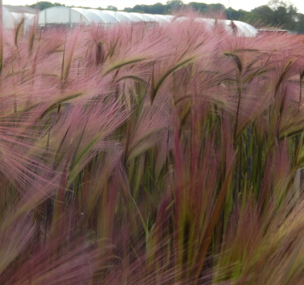 Hordeum jubatum Squirrel Tail Grass | Proctors Nursery
