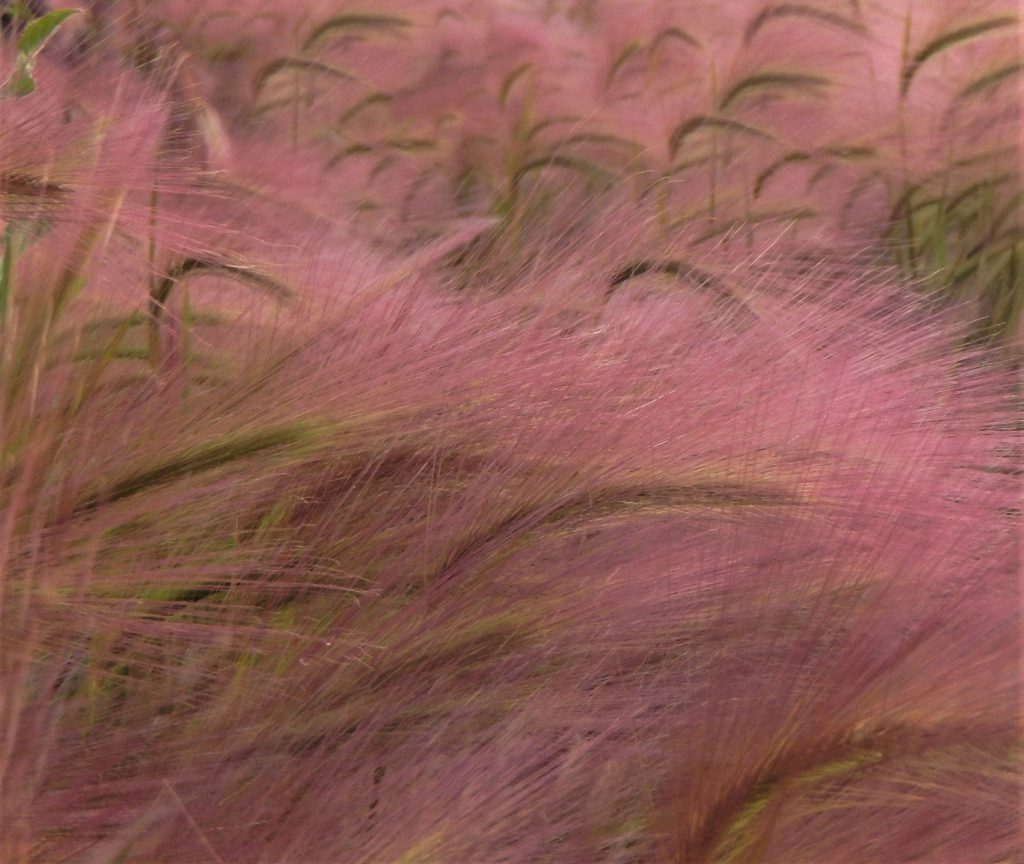 Hordeum jubatum Squirrel Tail Grass | Proctors Nursery