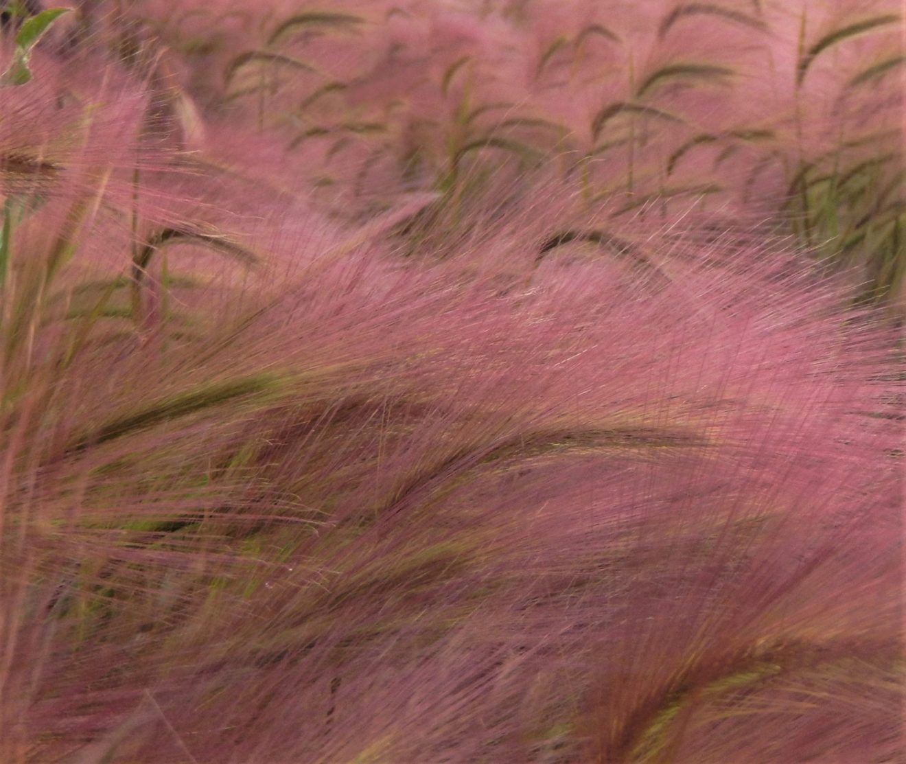 Hordeum jubatum Squirrel Tail Grass | Proctors Nursery