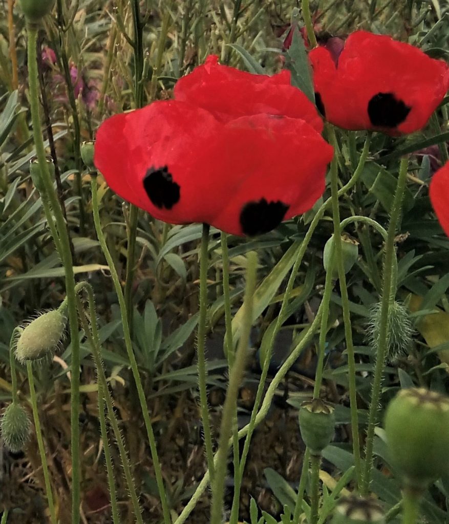 Papaver commutatum 'Ladybird' | Proctors Nursery