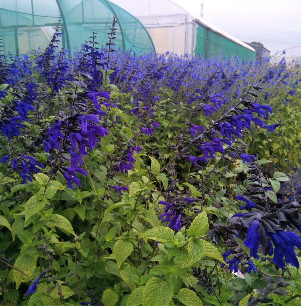 Salvia 'Animo' | Shop Well Established Salvia | Proctors Nursery