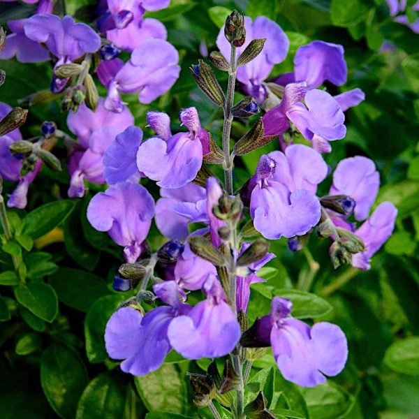 Buy Salvia Plants Online | Online Shop | Proctors Nursery