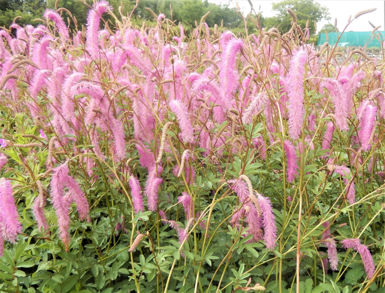 Sanguisorba hakusanensis 'Lilac Squirrel' | Proctors Nursery