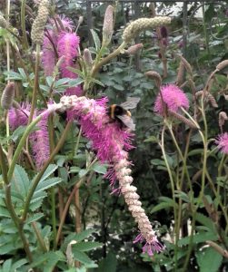 Sanguisorba hakusanensis 'Lilac Squirrel' | Proctors Nursery