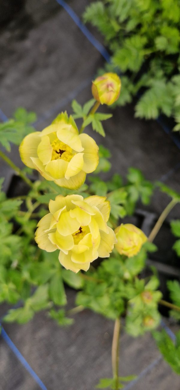 Trollius x cultorum 'Cheddar' | Well Established Trollius| Proctors Nursery
