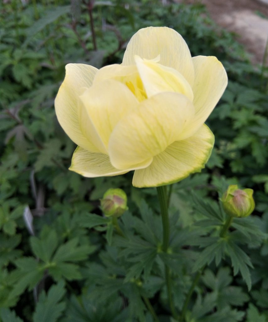 Trollius x cultorum 'Cheddar' | Well Established Trollius| Proctors Nursery