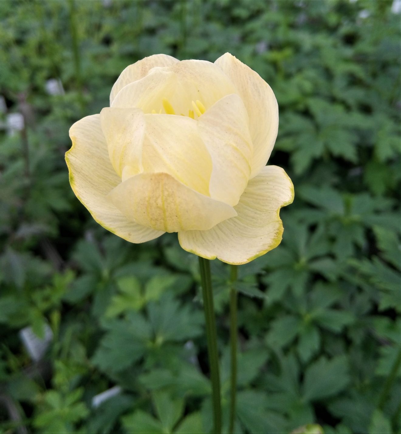 Trollius x cultorum 'Cheddar' | Well Established Trollius| Proctors Nursery